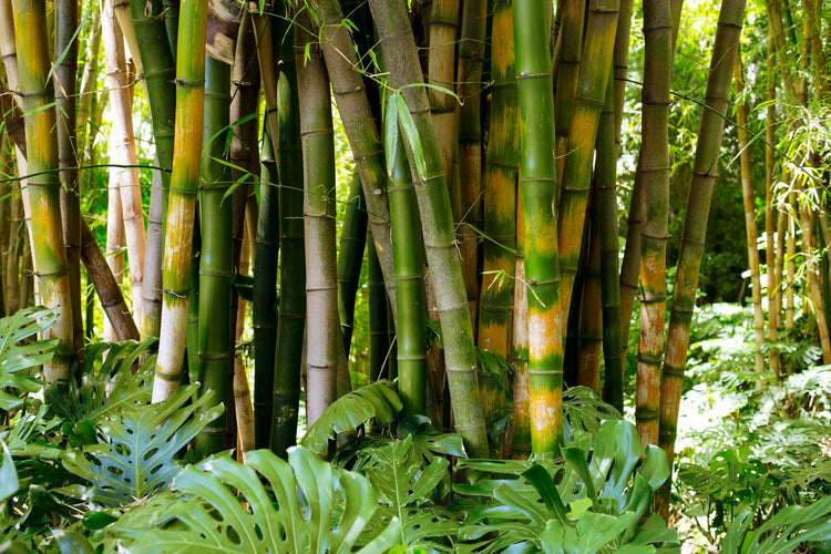 The Power of Natural Bamboo: Why Wangari Embraces Bamboo for Sustainab